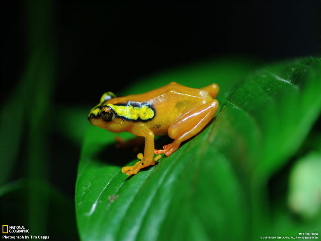 Imagens da natureza: Sapo