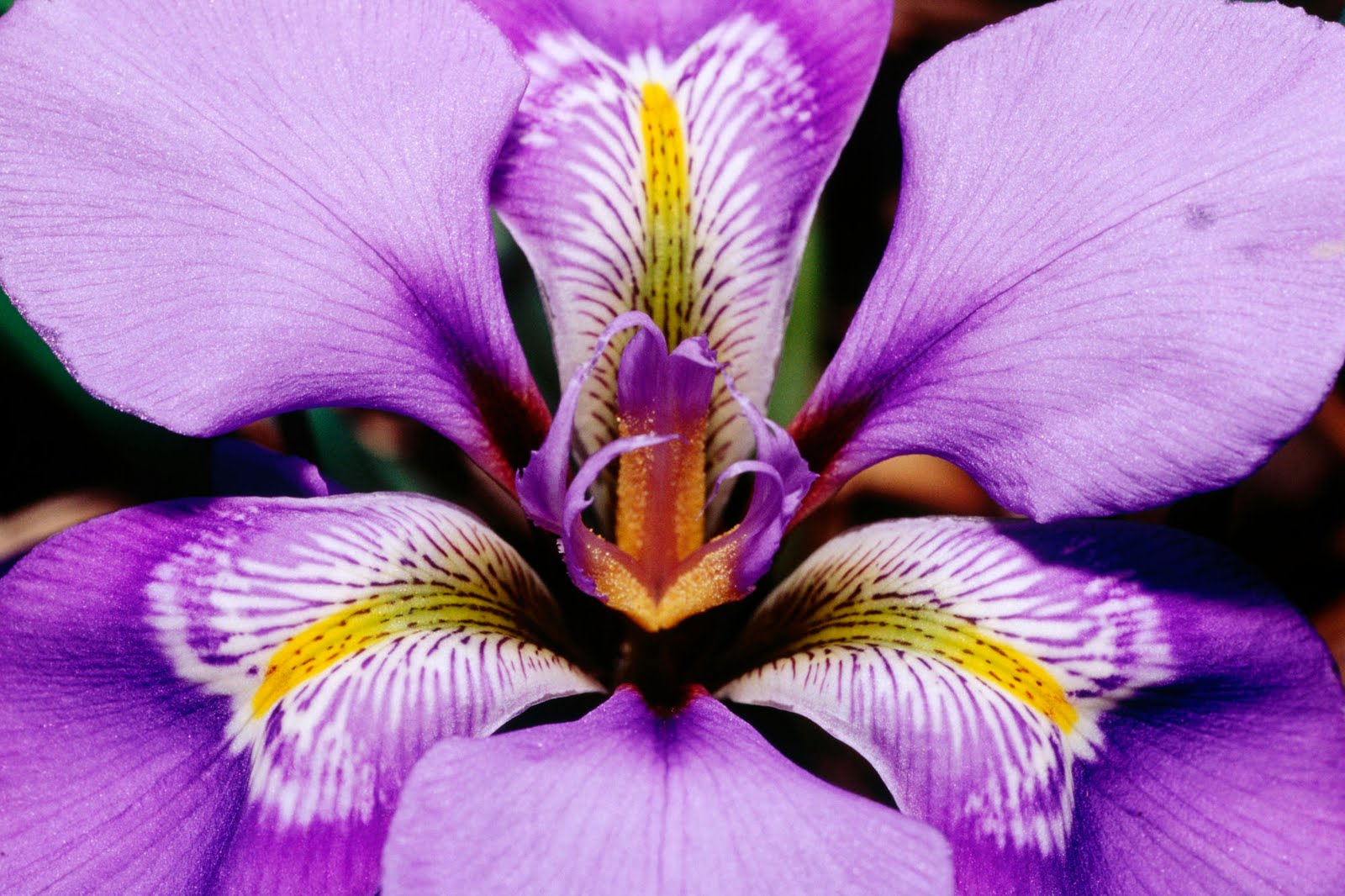 Cool Flower Wallpapers - Cool Wallpaper HD Desktop