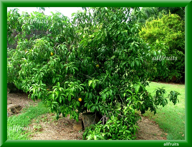 All Fruits in the World: Abiu Fruit [ emperor's golden fruit ]
