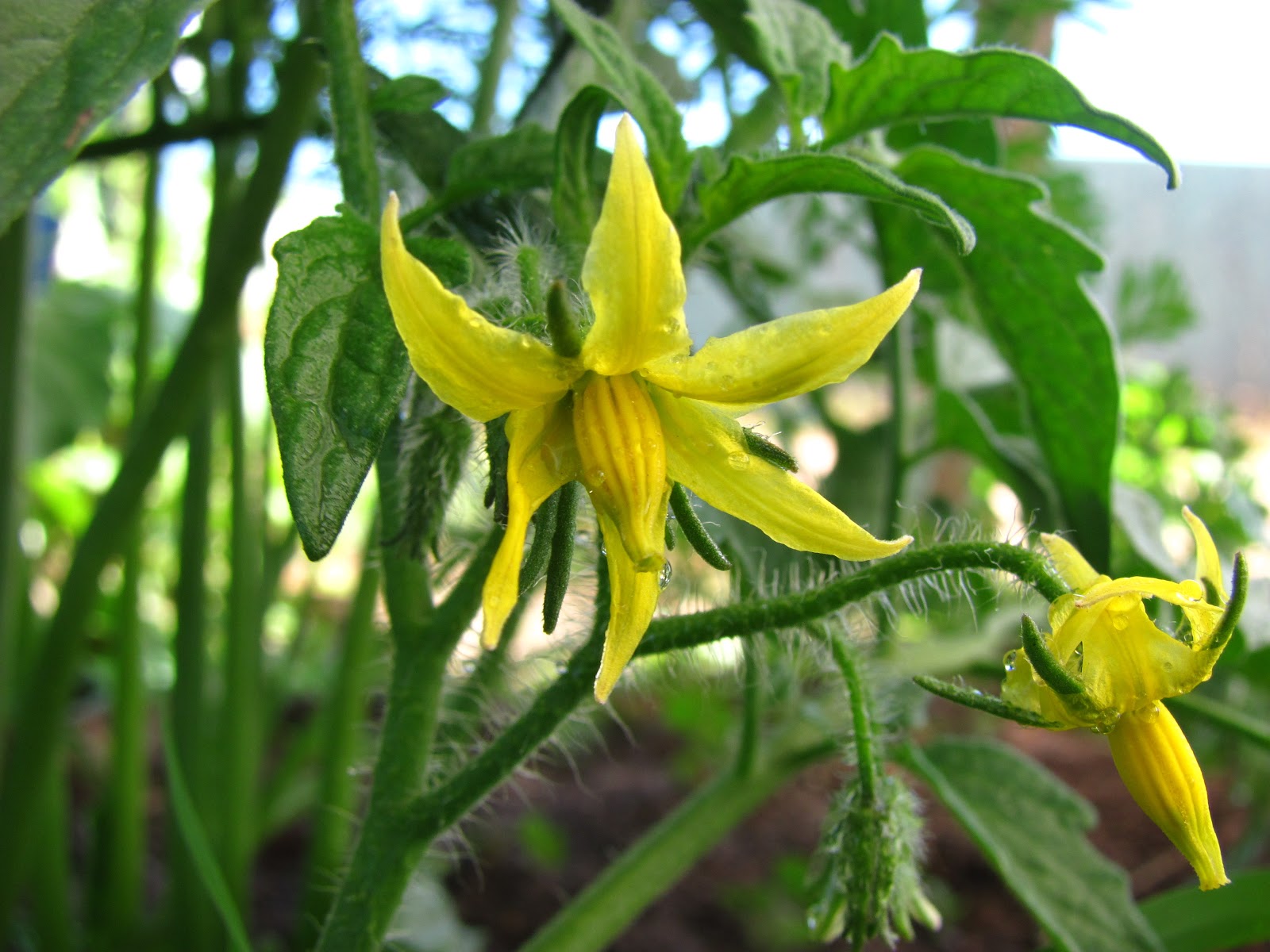 Viva as Cores: Flor do tomate