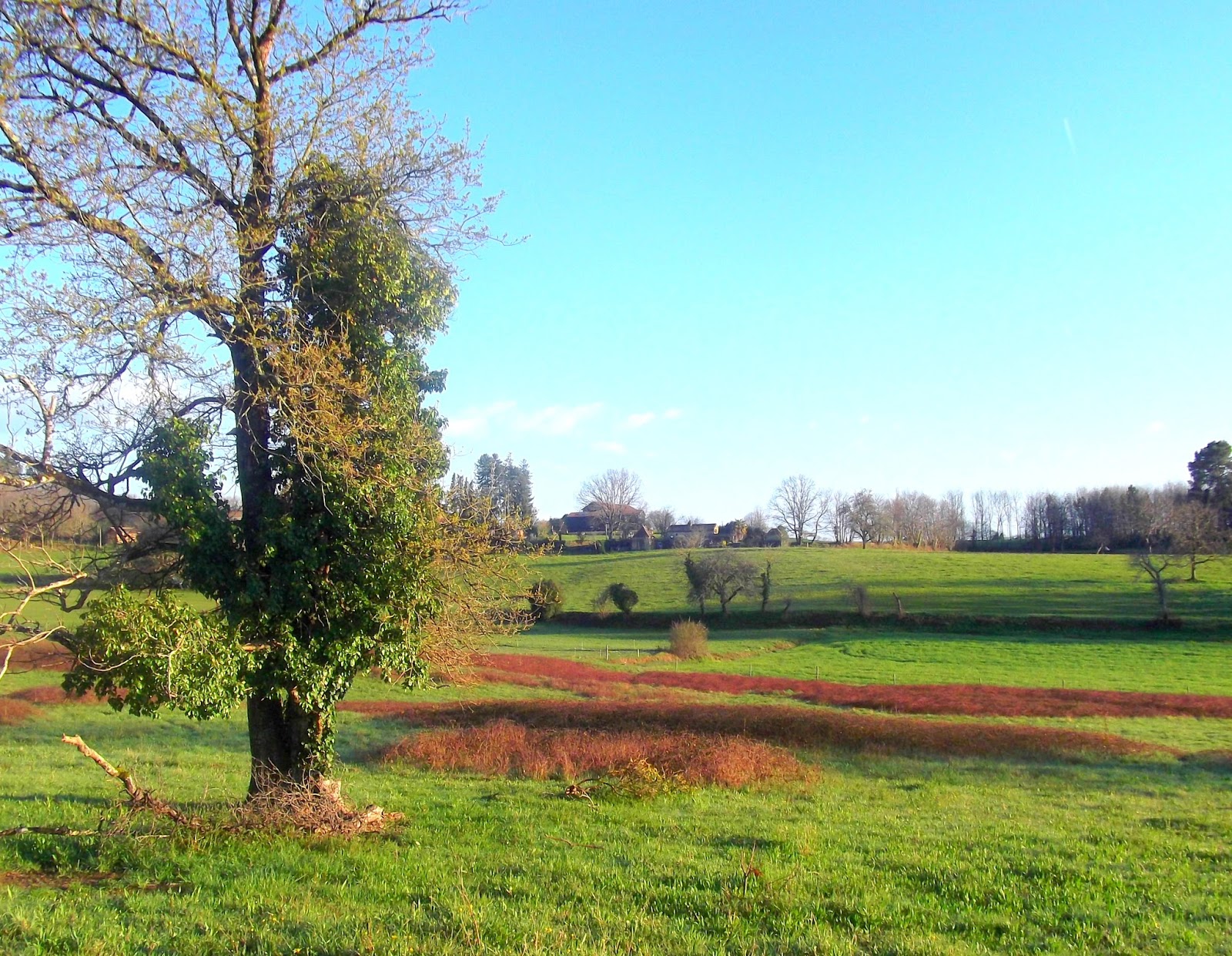 Magnon's Meanderings: Early morning Spring walk.