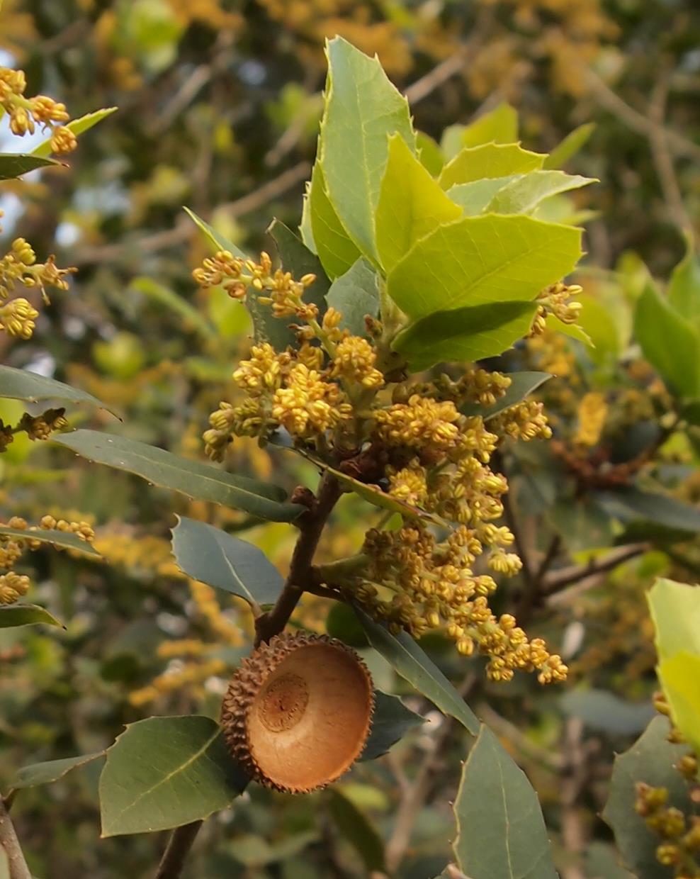 Artemisianet: Quercus coccifera L., 1793
