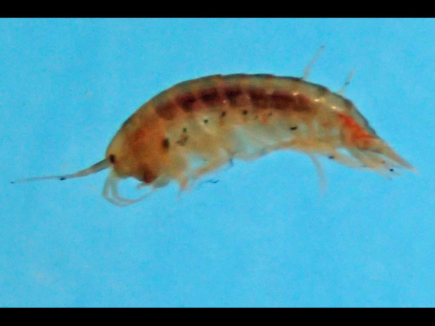 SOFT~HACKLE JOURNAL: A Close Look At Freshwater Scuds