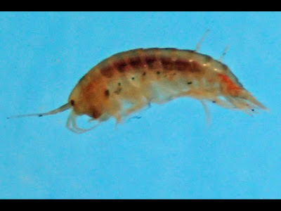 SOFT~HACKLE JOURNAL: A Close Look At Freshwater Scuds