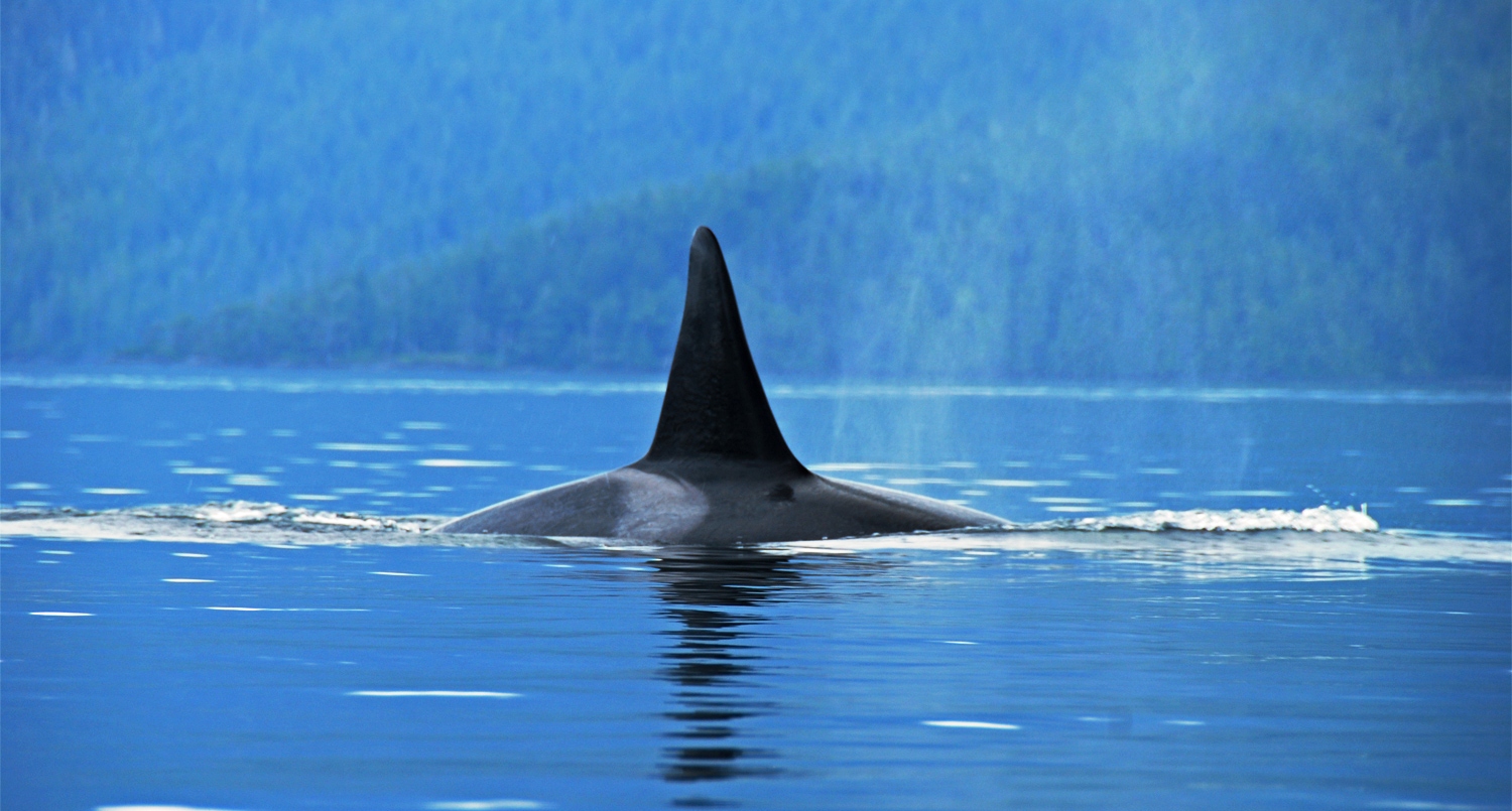 Orca Aware: Orcas of the World
