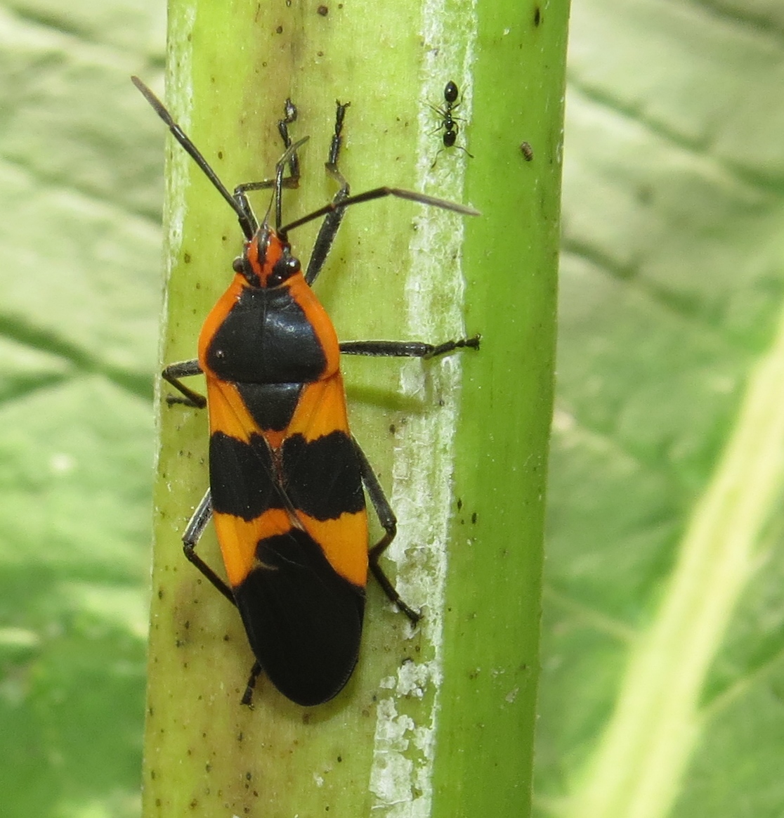 Bug Eric: Ok, Save Some Bugs