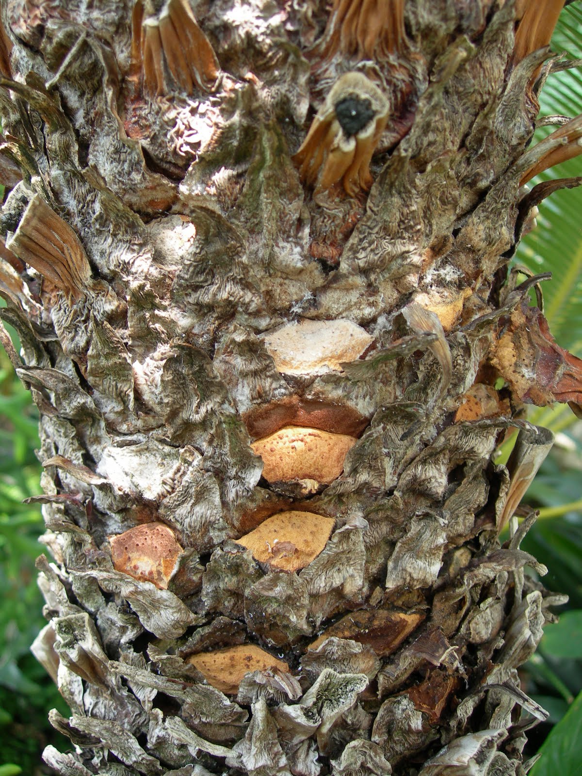 The Phytophactor: How do you tell the difference between a palm and a ...