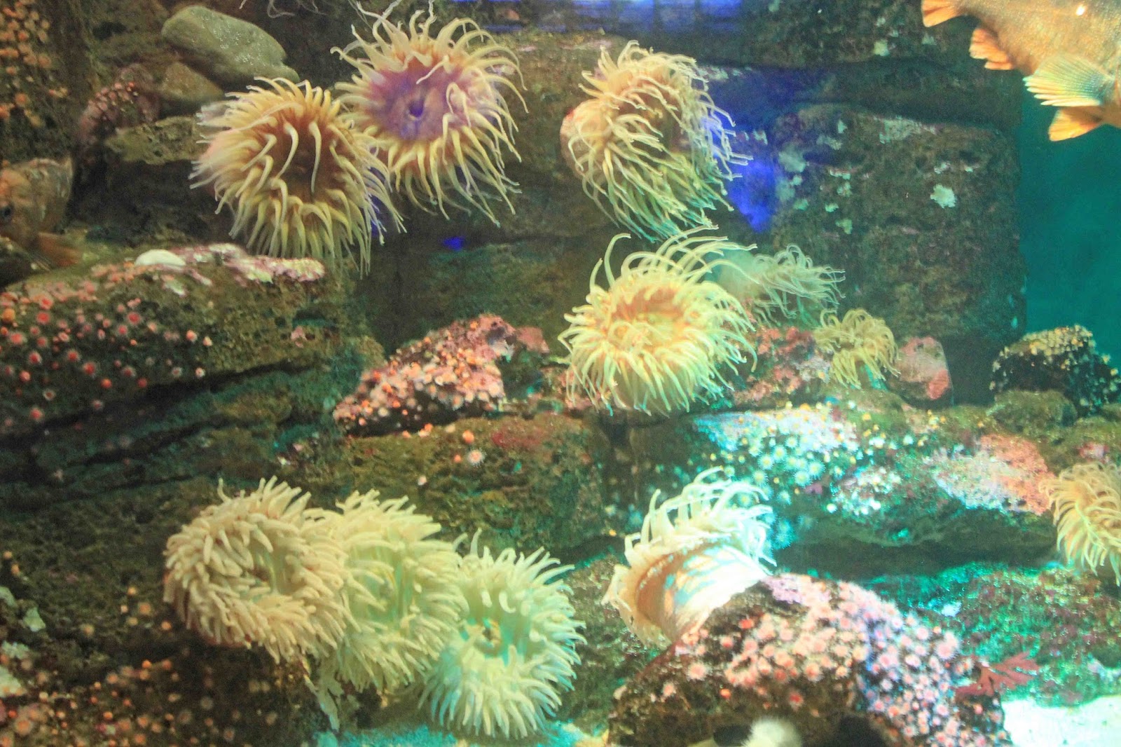 Western Sojourns: Travels with Camissonia: BIRCH AQUARIUM AT SCRIPPS ...