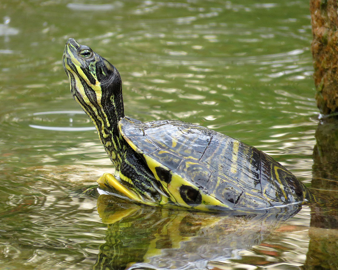 Livorno Daily Photo: Turtle in the Water