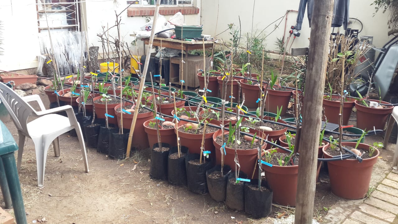 Jacot's Garden: Fig tree collection has doubled - now a certified ...