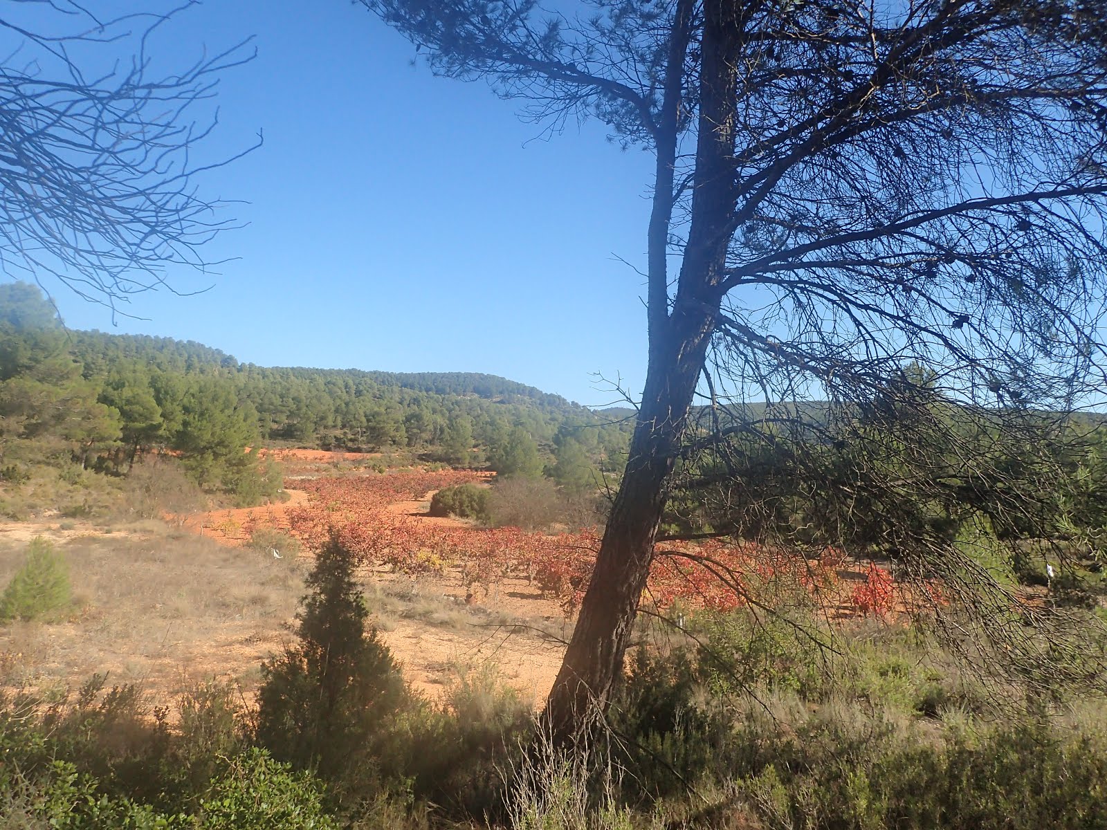 La Telaraña Verde: Hortunas: Cañón del Río Magro