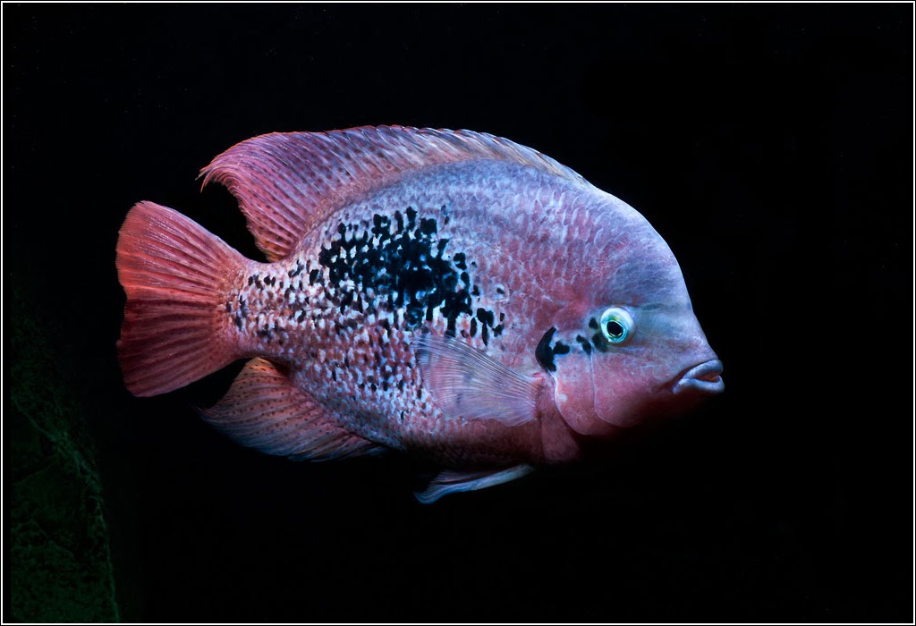 Aqua-Geo: ამერიკული ციხლიდების გალერეა