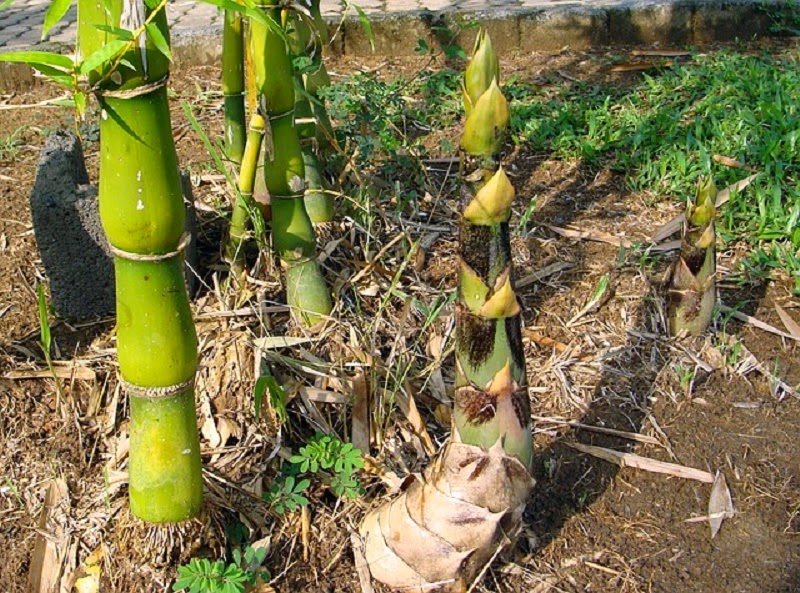 Top Manfaat Air Rebusan Rebung Bambu