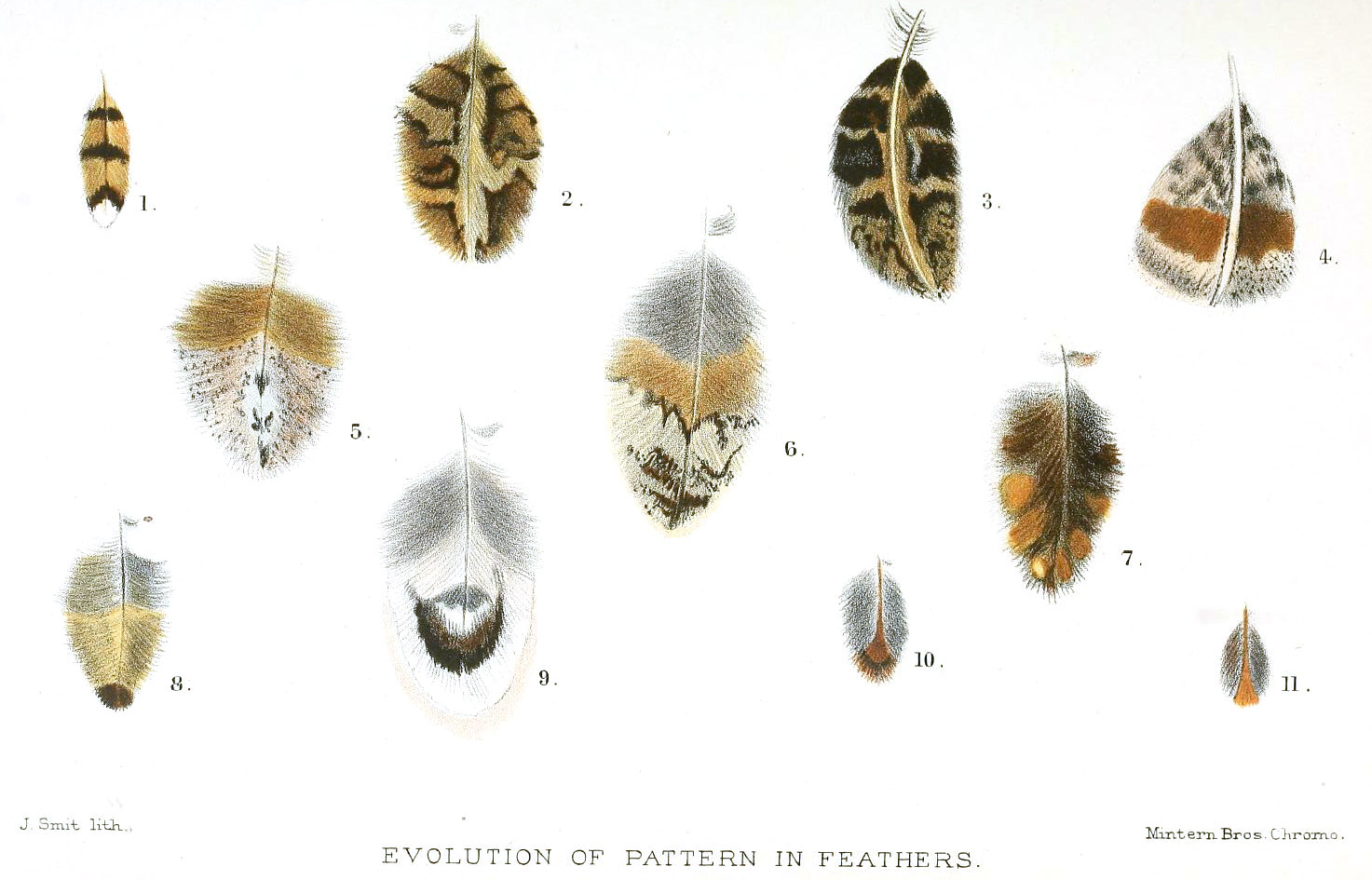 Catching Flies: Feather patterns