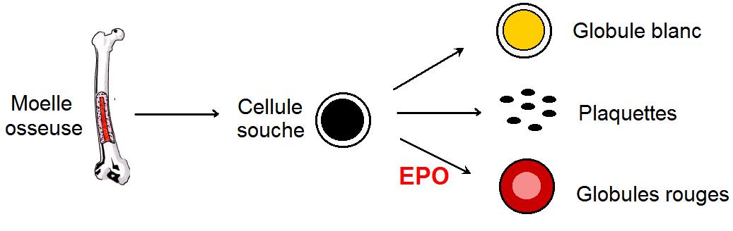 La pratique sportive chez l'adolescent: Dopage