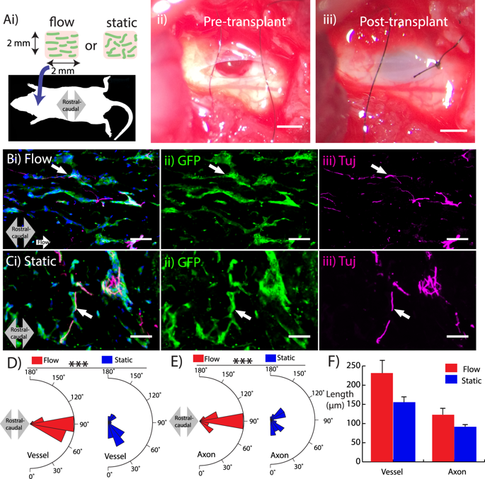 Neuromics: Neuromics' Human Brain Pericytes Guide Axon Growth