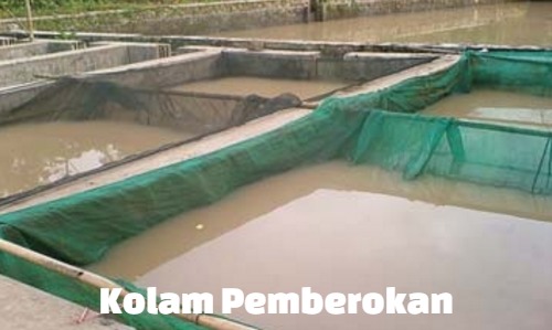 4 Jenis Wadah Budidaya Ikan - Materi Budidaya | Kumpulan Soal dan ...