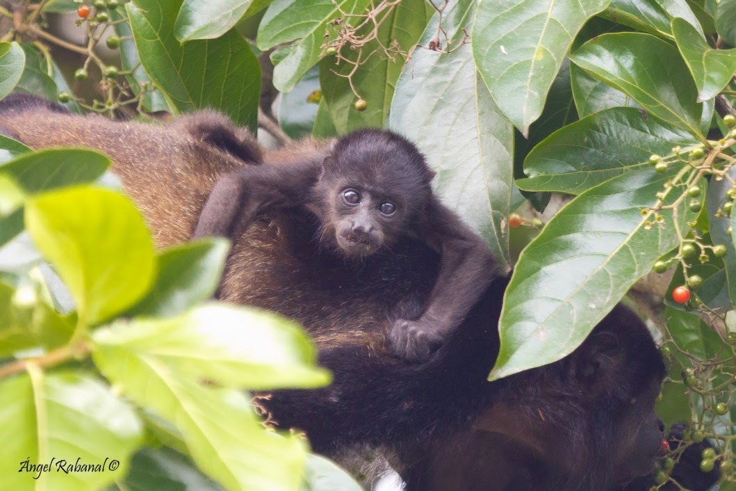 Calamones de la isla: Costa Rica 2ª parte (pelo)