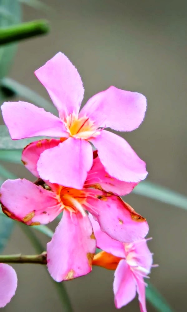 Pink Little Rose Petals