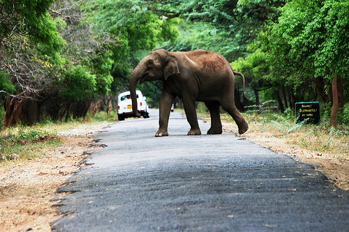Travel spots: Chinnar Wildlife Sanctuary, Kerala