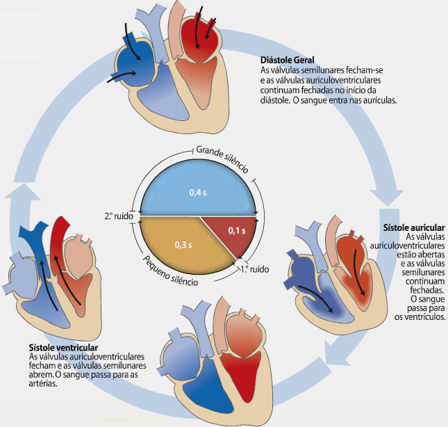 I.H.R.C Bloggs: El ciclo cardiaco.