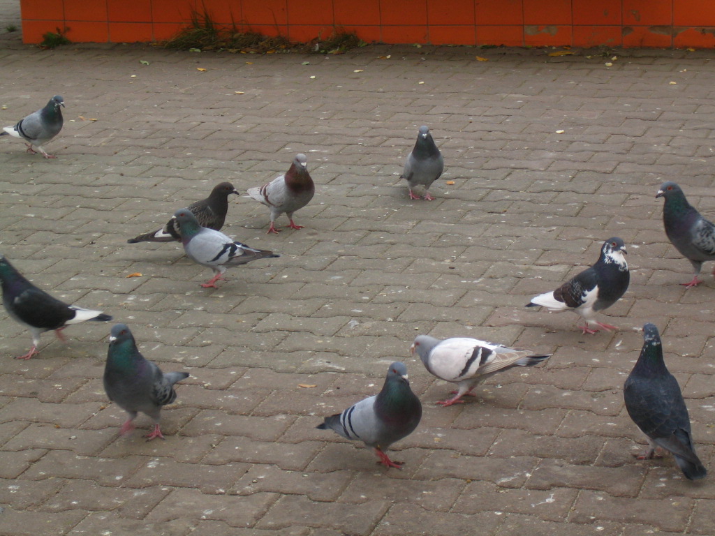 Joc si culori: Tag leapsa in imagini