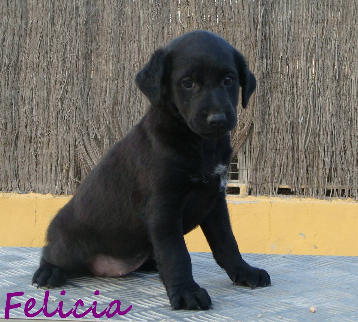 PERRITOS NEGROS CACHORROS - Imagui