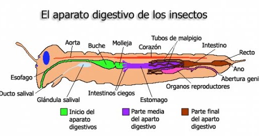 BIOLOGÍA Y GEOLOGÍA: DIGESTIÓN DE ARTRÓPODOS