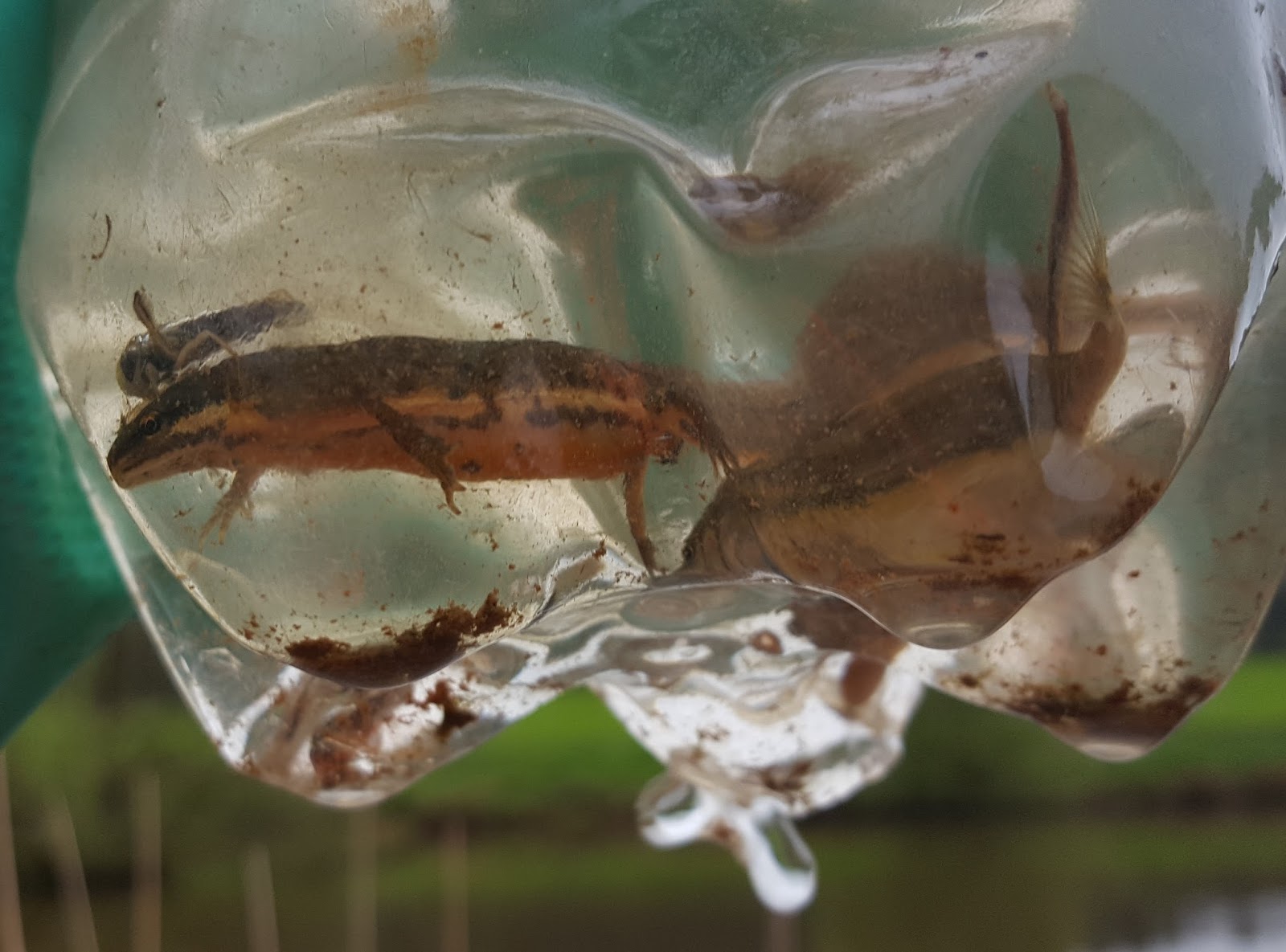 A Field Notebook: A newting we will go! Live update!