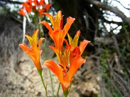 Tipos de flores: Gallos: