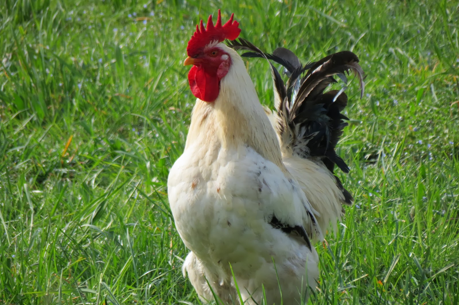 pensieri&parole due: Rosso il gallo nel sole
