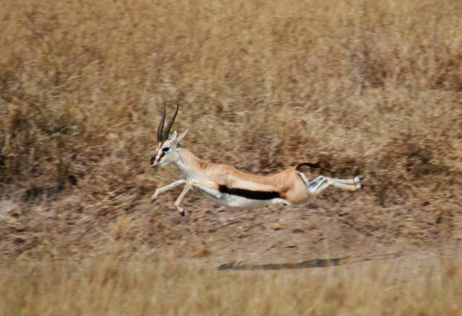 IMAGENES DE ANIMALES DE LA SABANA: IMAGEN GACELA HUYENDO