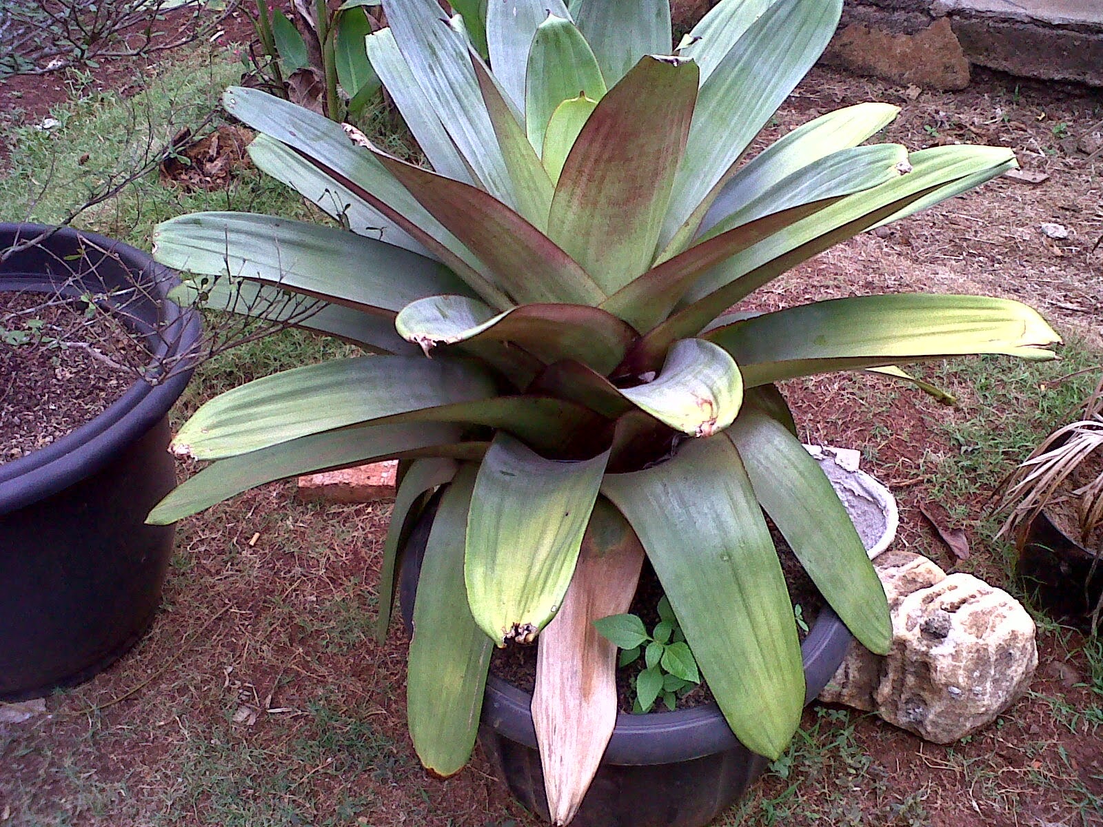 JUAL BROMELIA | BROMELIA GIANT | BROMELIA VARIEGATA | BROMELIA PINK ...