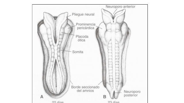 Formación y cierre de la placa neural