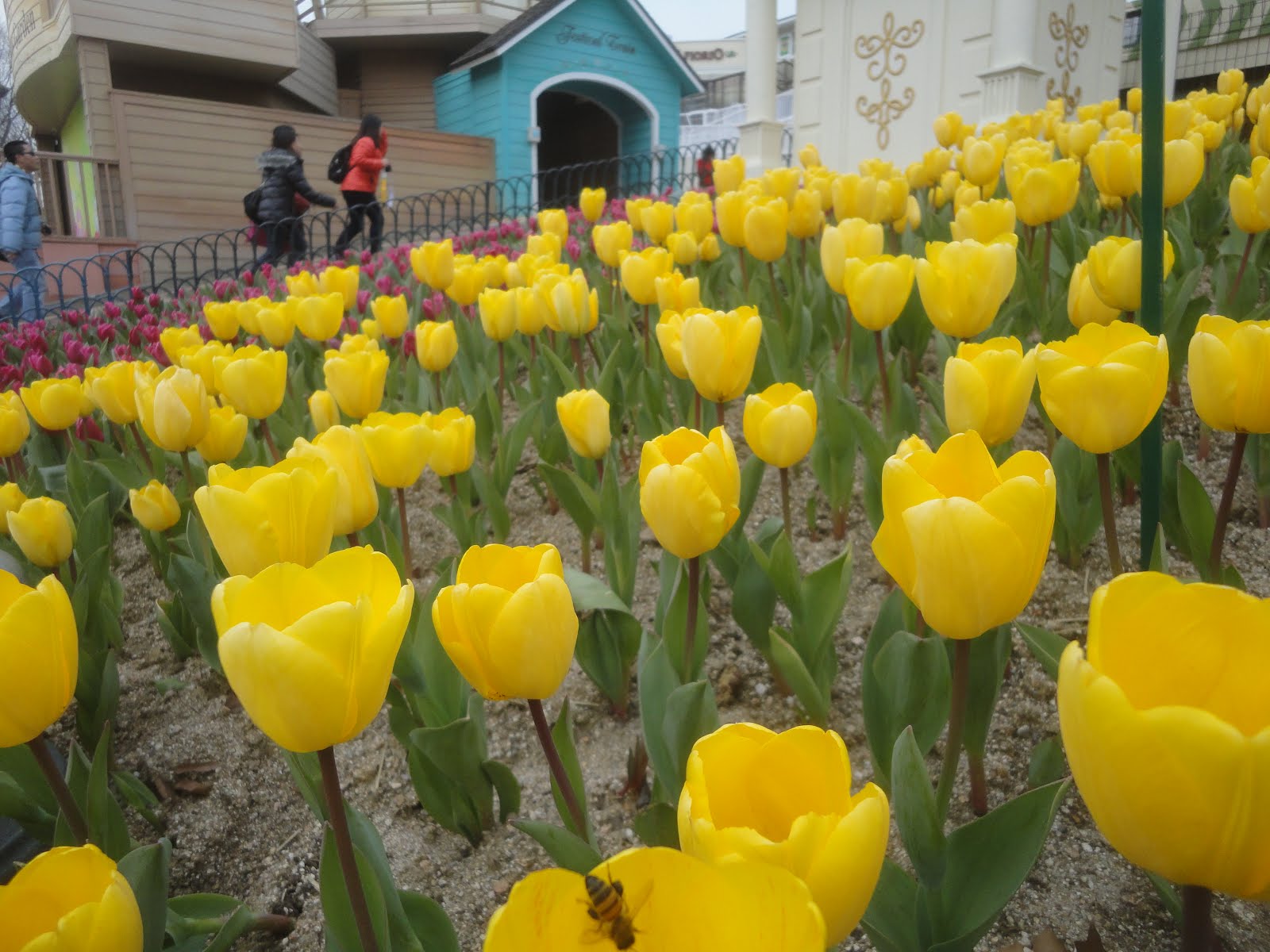 apple muslim holiday: KOREA JEJU - PESTA TULIP AWAL MUSIM BUNGA