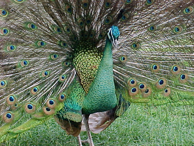 Peafowl