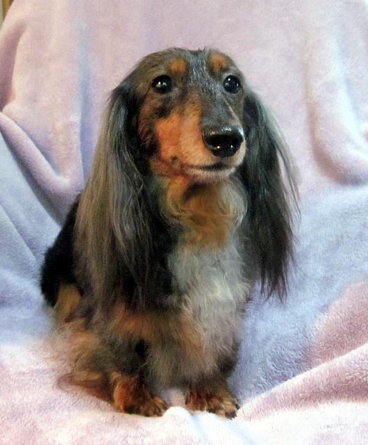 NEVER...EVER...GIVE UP HOPE : Does Your Dog's Breath Make You Want to ...