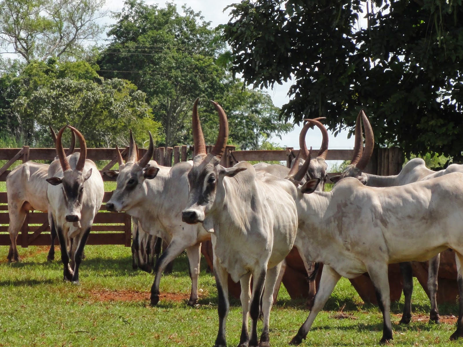 தமிழக பசுவினங்கள் / Tamilnadu regional cattle: பிரேசிலில் தூள் ...