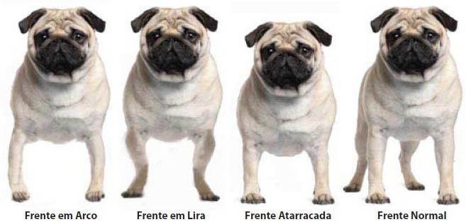 PUG - TUDO SOBRE A RAÇA PUG: Padrão da raça Pug