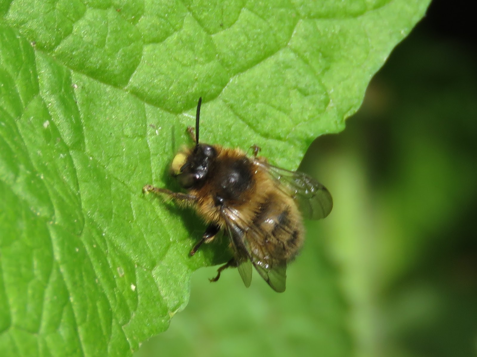 BugBlog: Sharp-tail bees