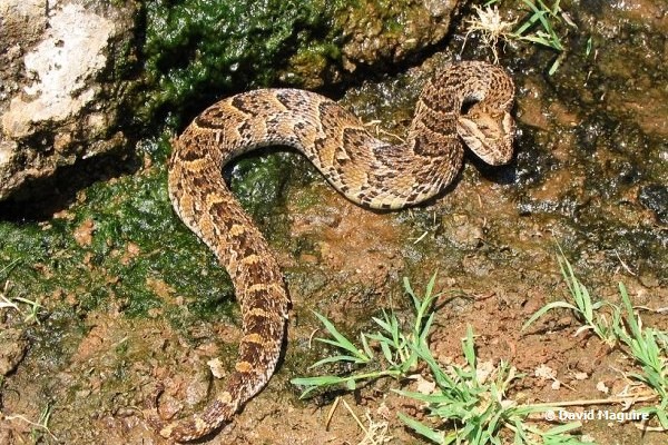 Koran Panas Hot Hot News: 10 Ular Paling Berbisa di Dunia