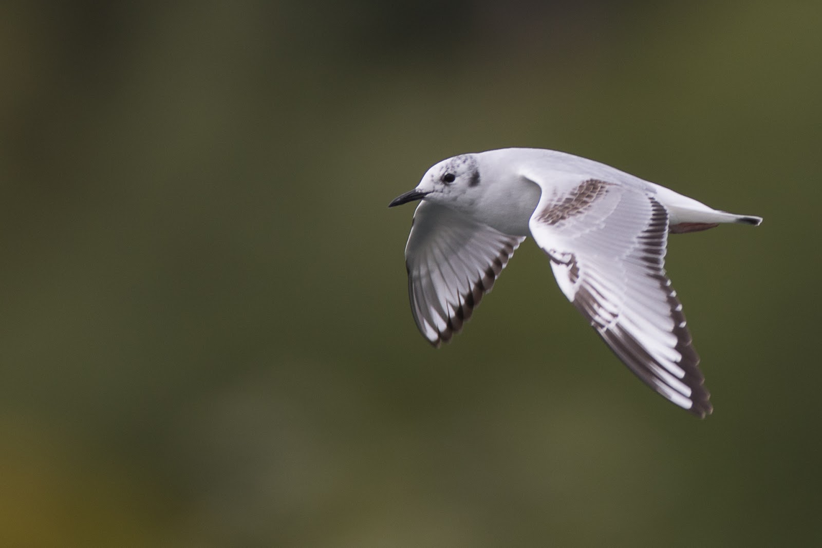The Great British Bird Hunt: Bonaparte's Gull On Patch! 68 Birds
