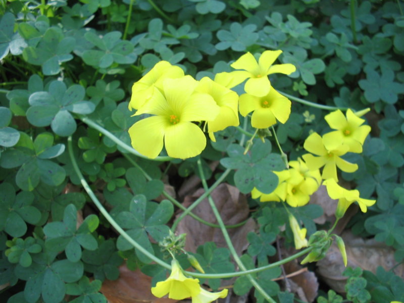 Almoradí 1829: ¡Qué bueno estaba el AGRILLO!