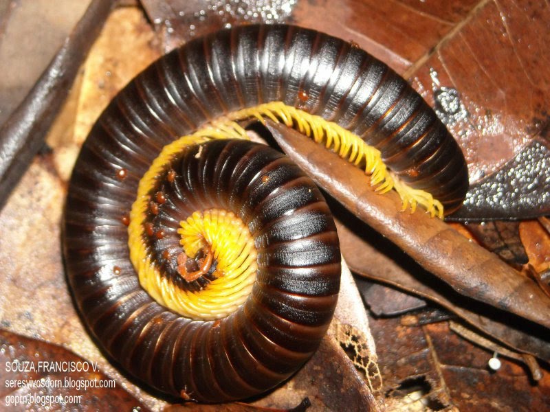 GRUPO ONÇA PINTADA-GOP: outubro 2011