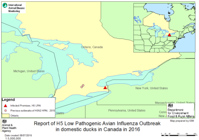Avian Flu Diary: DEFRA: Preliminary Assessment Of Ontario's LPAI H5 ...