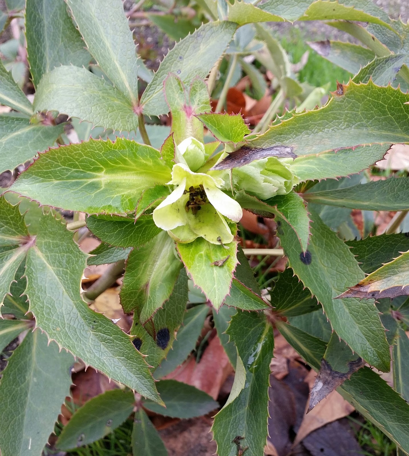 Contra la ceguera a las plantas: Eléboro, flor en invierno.