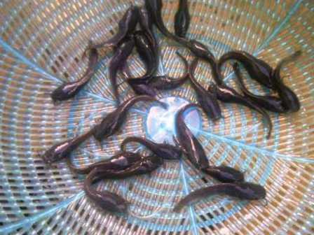 Aqua-business con: Importance of quality of fingerlings on fish farming ...
