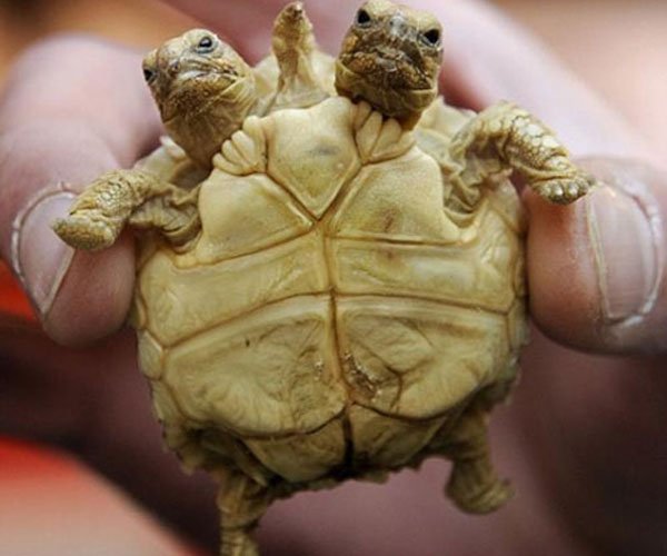 Las Fotos Mas Alucinantes: tortugas mutantes