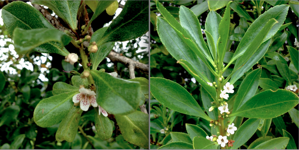 Theobrominated: Wednesday Wildflower: boobialla (Tasmanian ngaio)