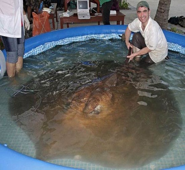 Abnormally Large Animals ~ Big Fun - The Fun Blog